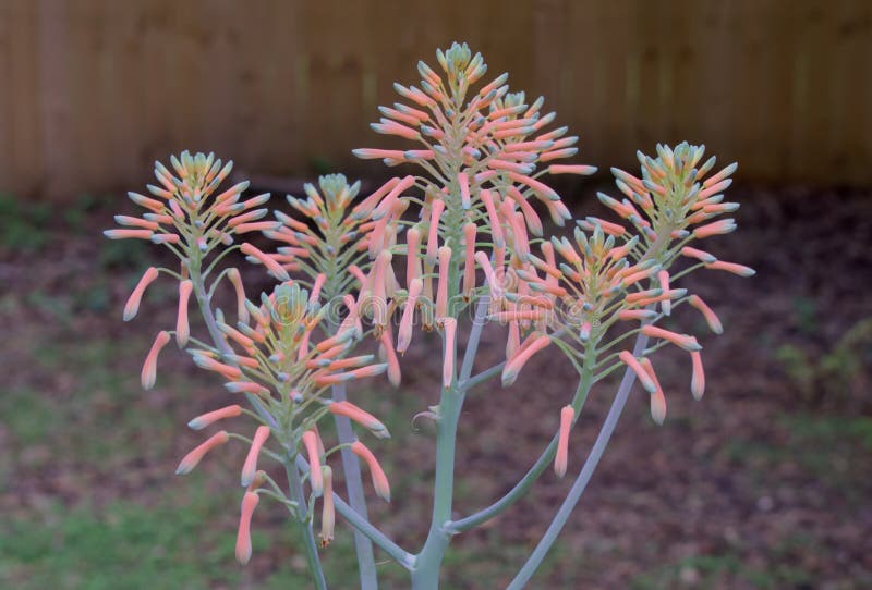 Aloe Vera Blooms stock photo. Image of garden, plant - 57847156