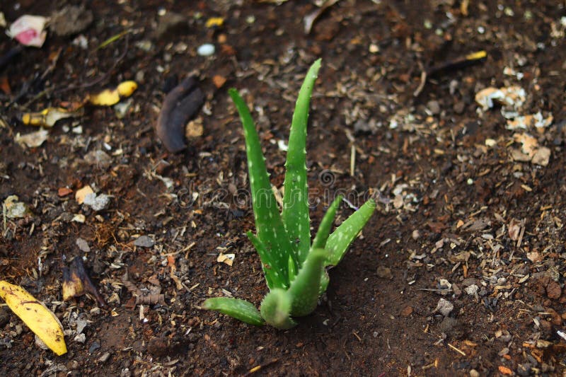 Aloe Vera Buds Early in the Growth Process Stock Image - Image of diet ...