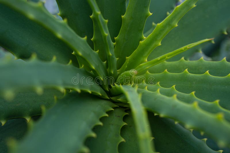 Aloe Vera. Cactus Backdround, Cacti Design or Cactaceae Pattern. Stock ...
