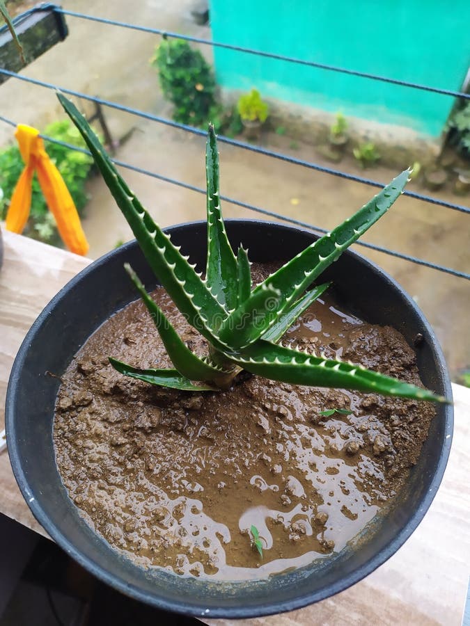 Aloe vera or cactus Plants stock photo. Image of food - 277607034