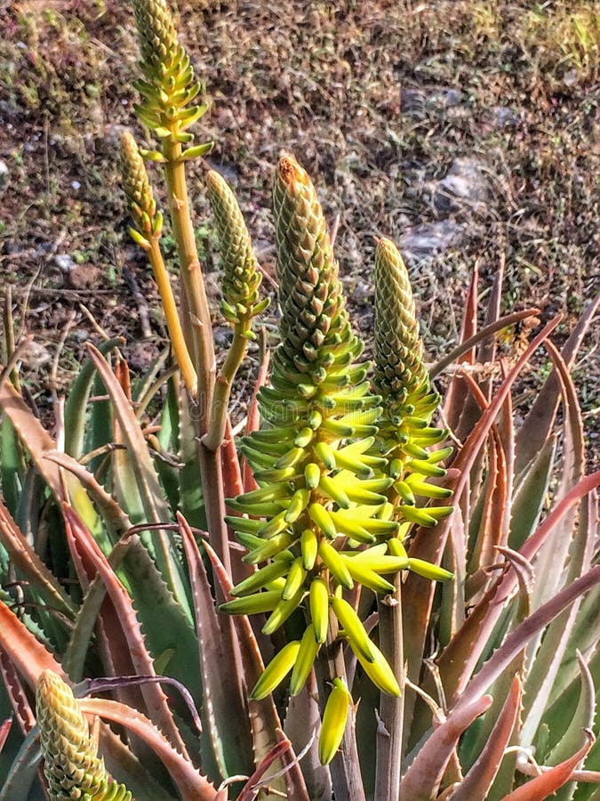 Aloe vera con il fiore fotografia stock. Immagine di atlantico - 86361116