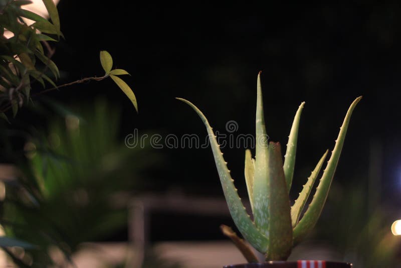 Aloe vera with dark light stock image. Image of vera - 210262795