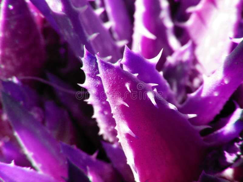 Aloe vera detail in color stock image. Image of aloe, abstract - 4172201
