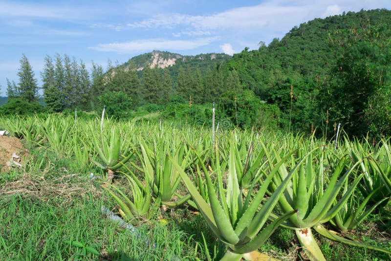 Aloe vera farm stock photo. Image of nature, healthy - 21841802