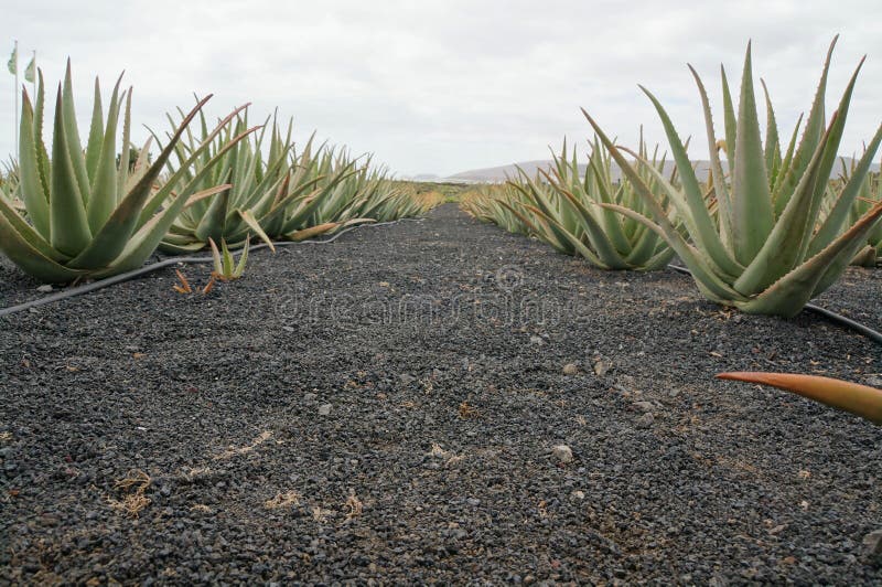 Aloe Farm stock image. Image of agriculture, resource - 16673643