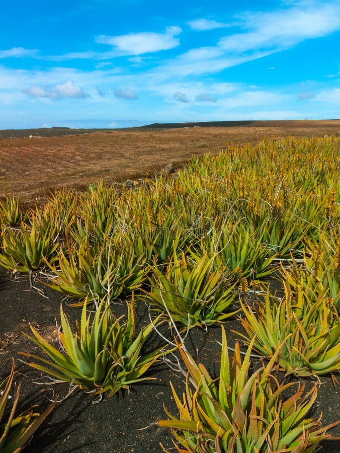 Aloe Vera Field, Lanzarote Island, Canary Islands, Spain Stock Image ...