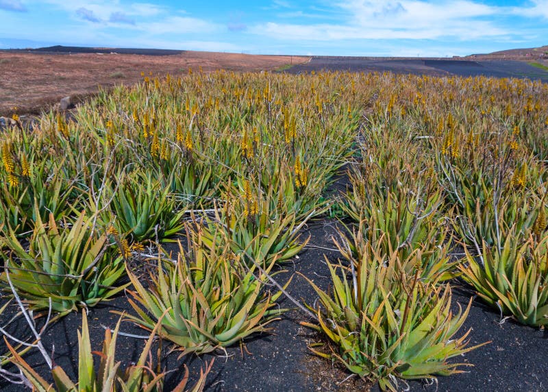 Aloe Vera Field on Canary Islands Stock Photo - Image of islands, field ...