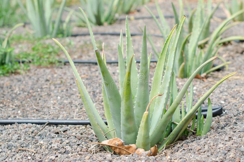 Aloe vera field stock image. Image of cultivation, agriculture - 60733421