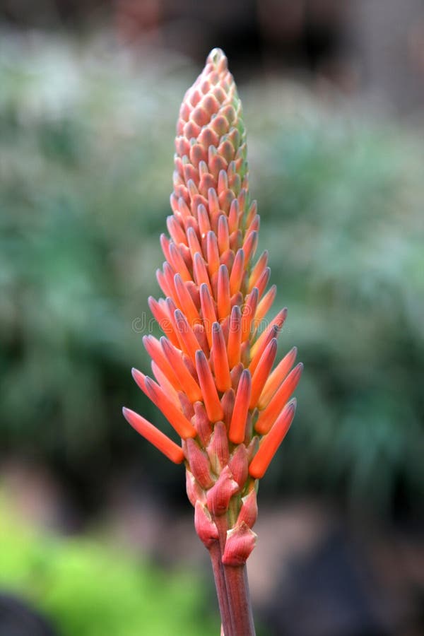 Aloe vera flower stock image. Image of flower, vera, tree - 3088713