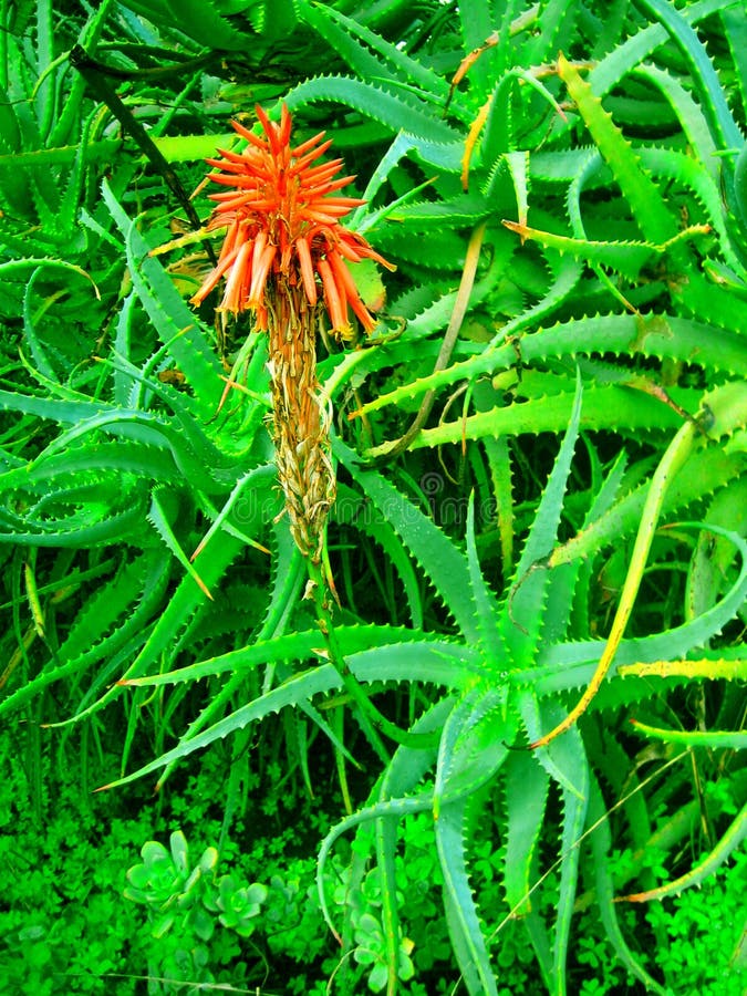 Aloe Vera Flower Background Wallpaper Fine Art Prints Stock Image ...