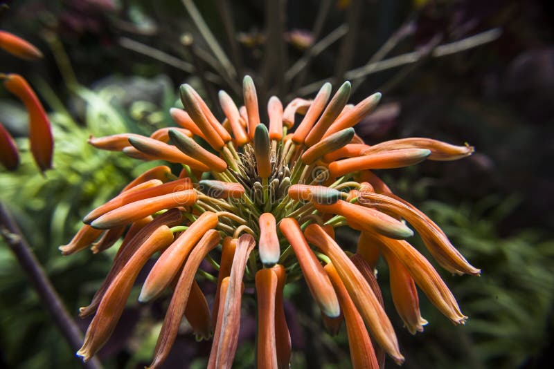 Aloe vera flower stock photo. Image of plants, juice - 70322104