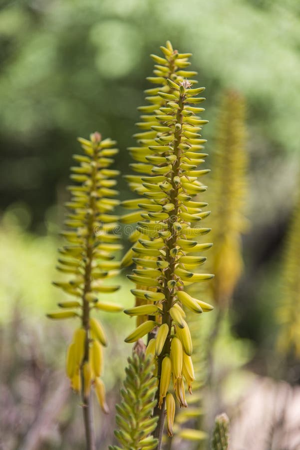 Aloe vera stock image. Image of medicine, beauty, plant - 54334929