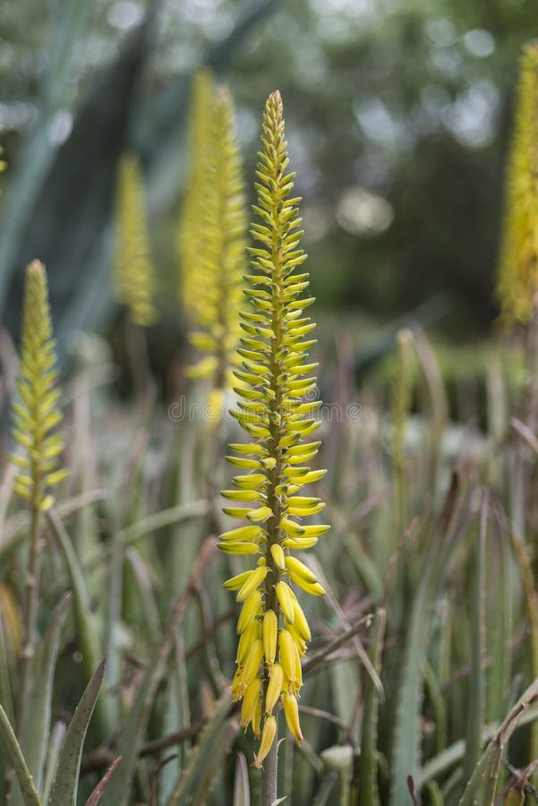 Aloe vera stock photo. Image of flower, herb, medicine - 57021316