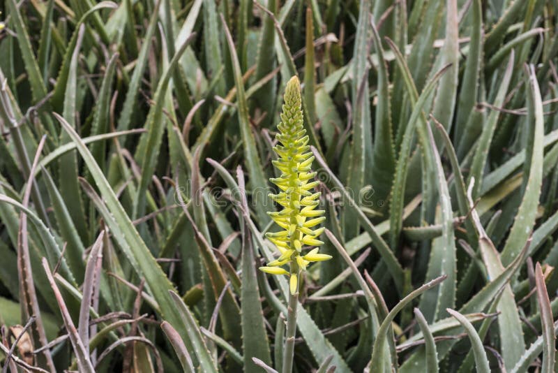Aloe vera stock image. Image of perennial, yellow, vera - 57021327
