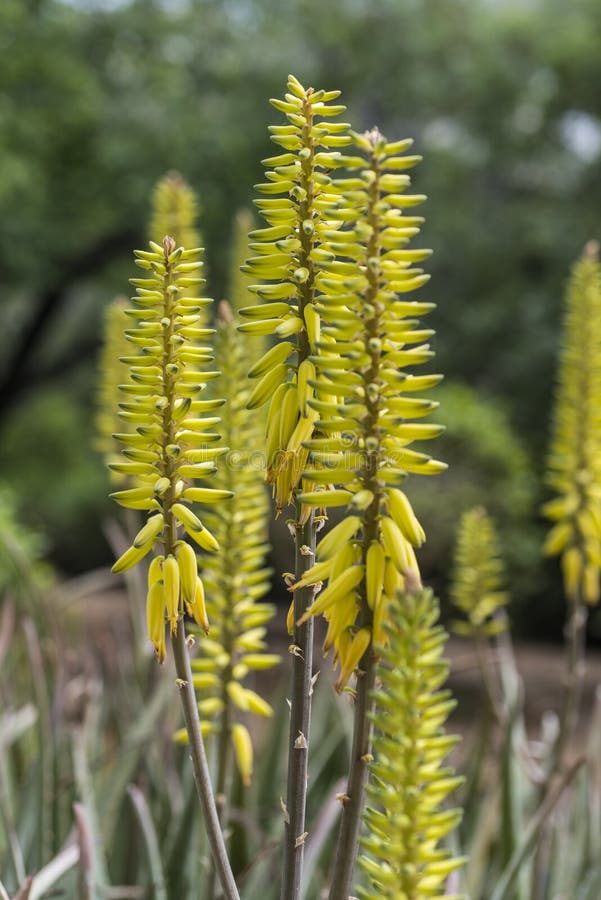 Aloe vera stock photo. Image of plant, colors, aloe, nature - 57807726