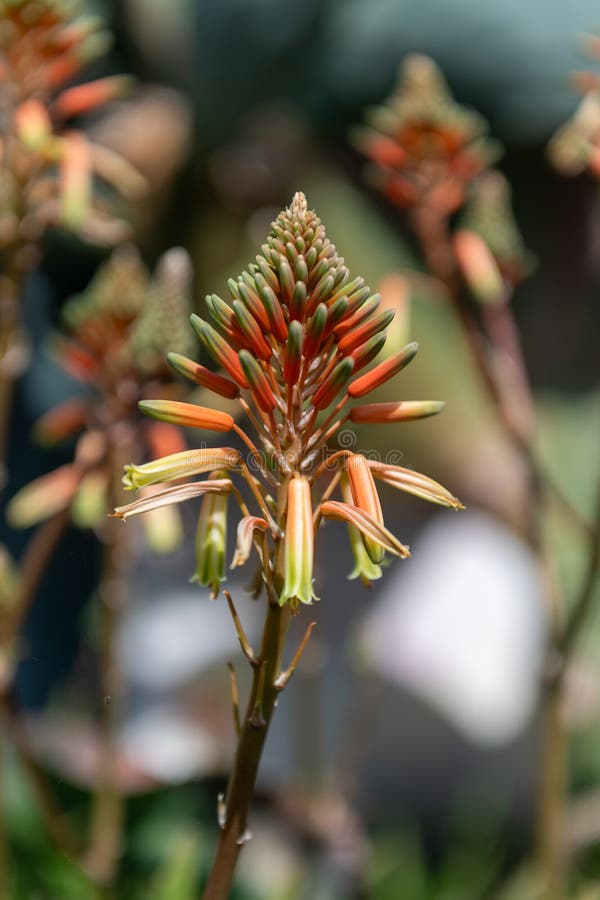 Aloe Vera flowers stock photo. Image of fresh, natural - 298189220
