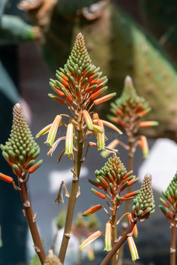 Aloe Vera flowers stock image. Image of leaved, succulent - 298190301