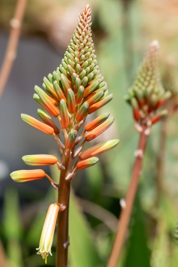 Aloe Vera flowers stock image. Image of head, botany - 298192549