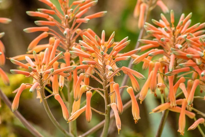 Aloe vera flowers stock photo. Image of bright, leaf - 122245564