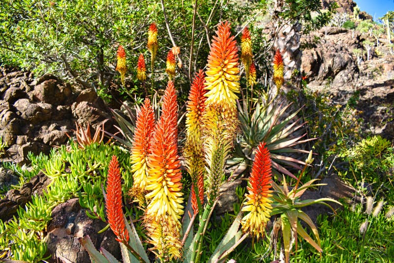 Aloe Vera Flowers stock photo. Image of season, colors - 180116514