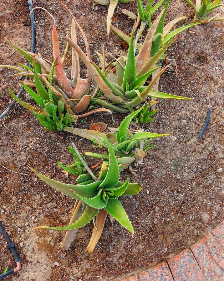 ,Aloe vera in garden stock photo. Image of botany, crop - 274897426