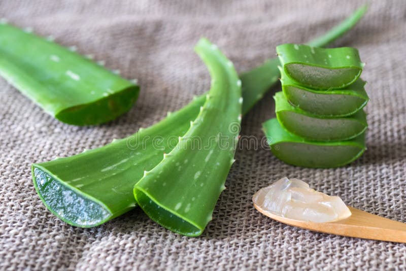 Aloe vera stock photo. Image of nature, texture, natural - 91481396