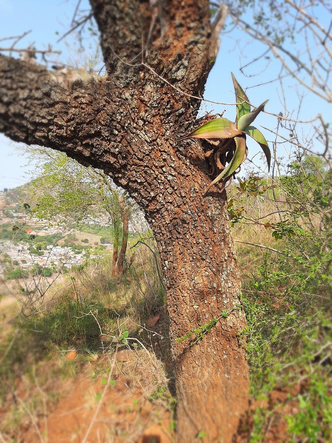 Aloe vera grow on a tree stock image. Image of wildlife - 258489377