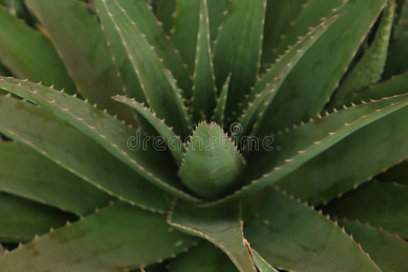 Aloe Vera Growing Outdoors, Closeup. Succulent Plant Stock Image ...