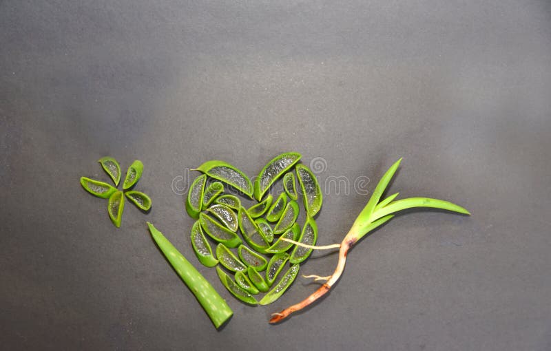 Aloe Vera in Heart Love Form Isolated in Gray Background Stock Photo ...