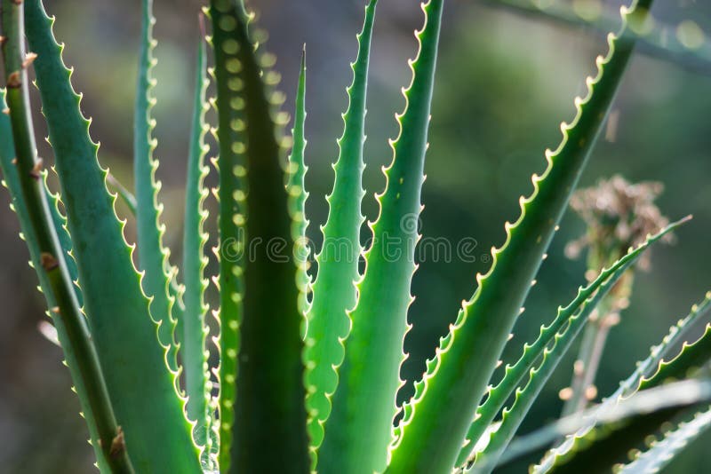 Aloe vera herb plant stock image. Image of arovela, garden - 54068453