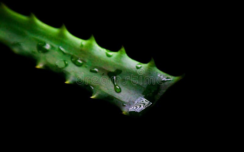 Aloe Vera Isolated on Black Background with Copy Space for Your Text ...
