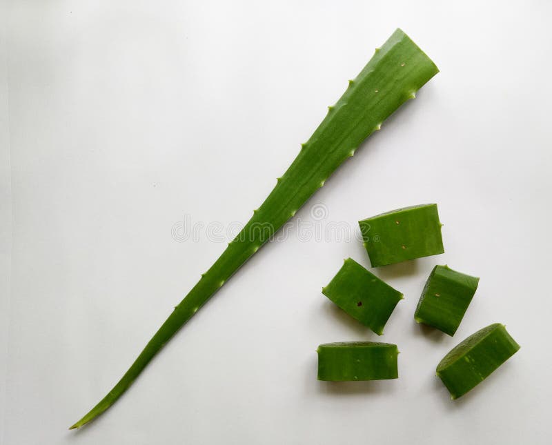 Aloe Vera leaf slice stock photo. Image of leaf, korphad - 98914168