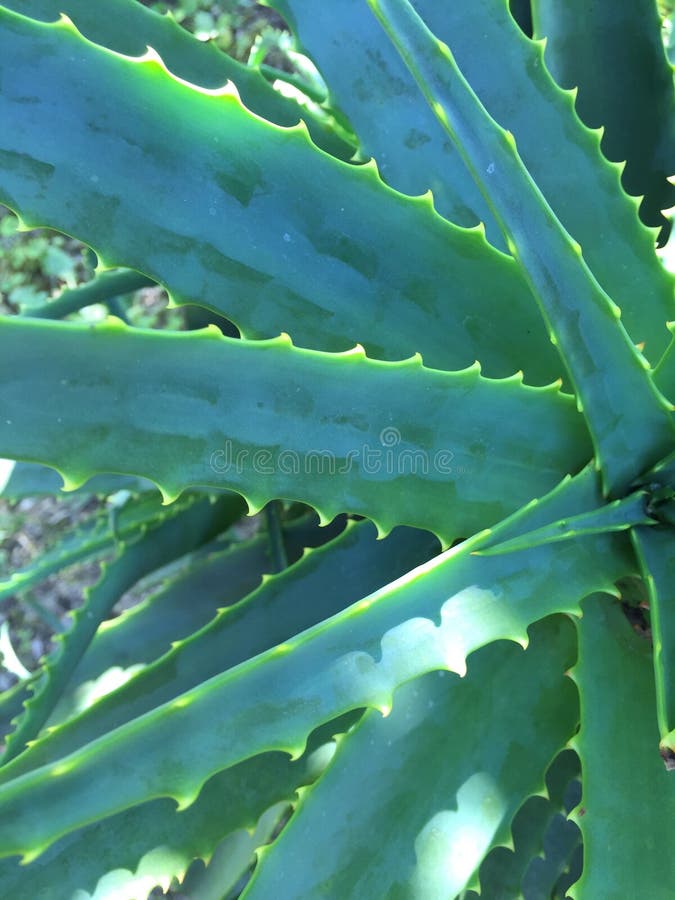 Aloe Vera stock image. Image of botanik, leave, green - 89409869