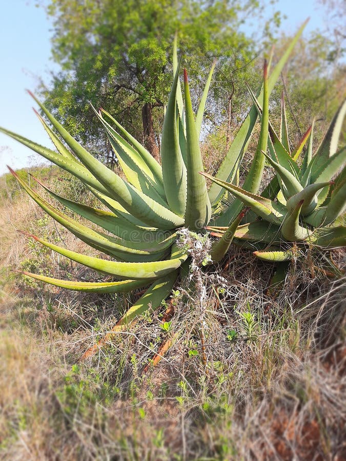 Aloe vera nature Wild life stock image. Image of cactus - 258489163