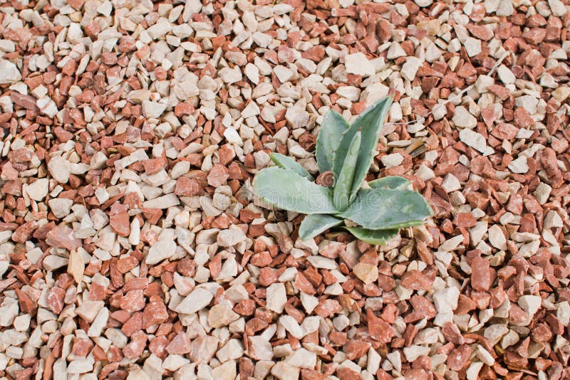 1,133 Aloe Vera Stone Stock Photos - Free & Royalty-Free Stock Photos ...