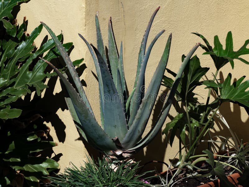543 Mexico Aloe Vera Plant Stock Photos - Free & Royalty-Free Stock ...