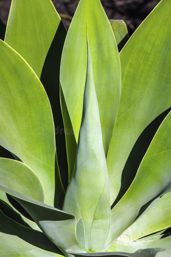 Aloe Vera plant stock image. Image of botanical, lanzarote - 24690267