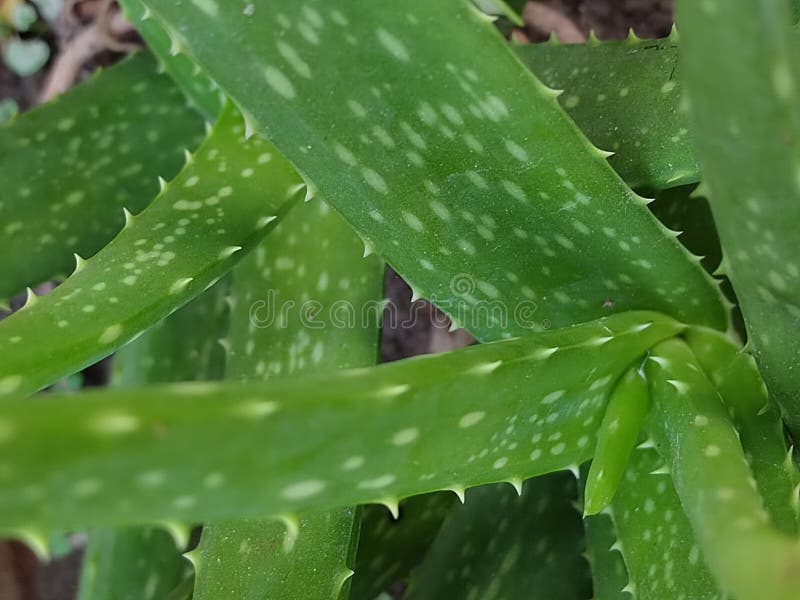 Aloe Vera Plant.aloevera is Very Useful and Famous Harbal Medicine ...