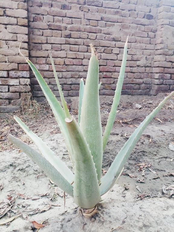 Aloe vera plant stock photo. Image of alone, aloe, vera - 129716554