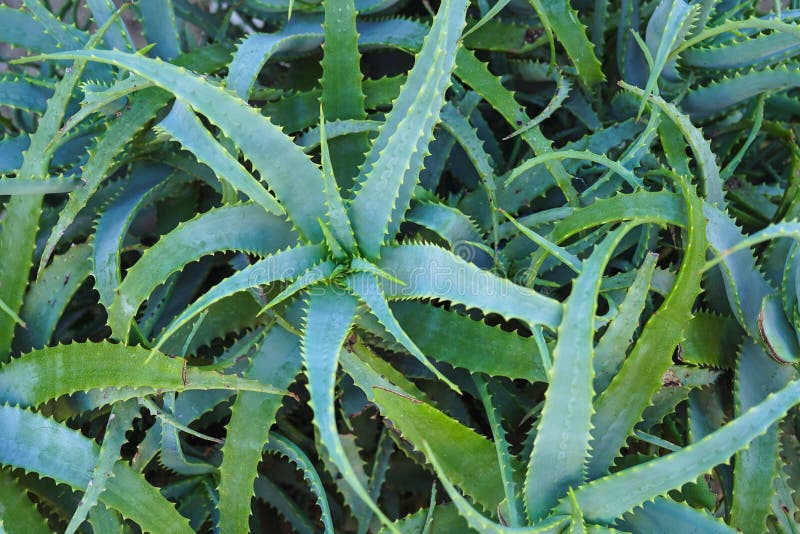 Aloe vera plant stock photo. Image of vera, texture - 233869040