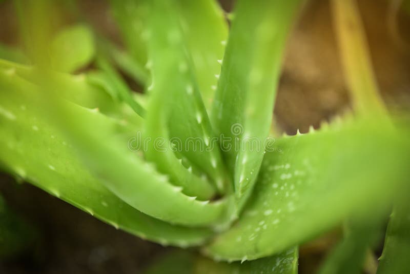 Indian Aloe Vera Plant-I stock photo. Image of green, thorns - 3203296