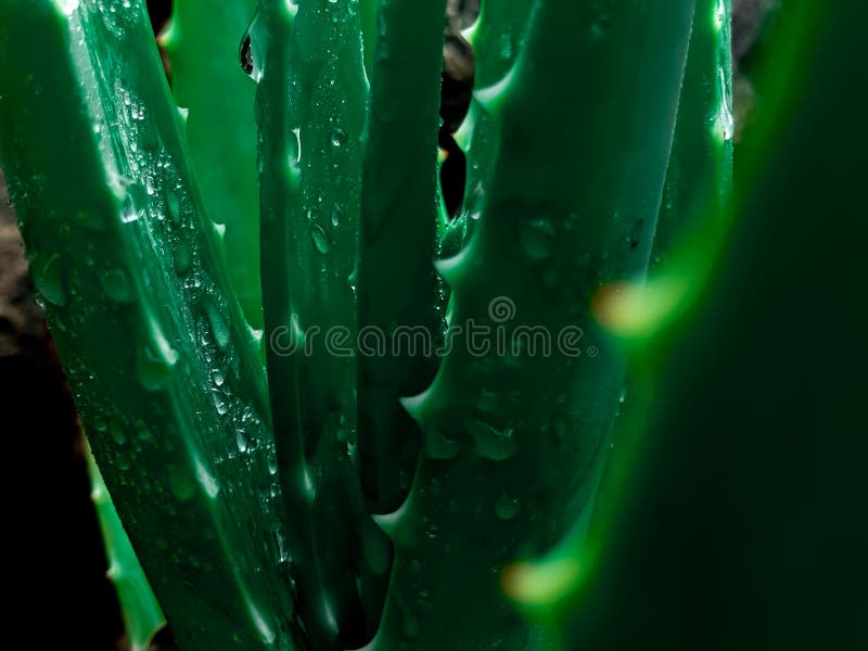 Aloe Vera Plant. Aloe Vera Flower Background Stock Image - Image of ...
