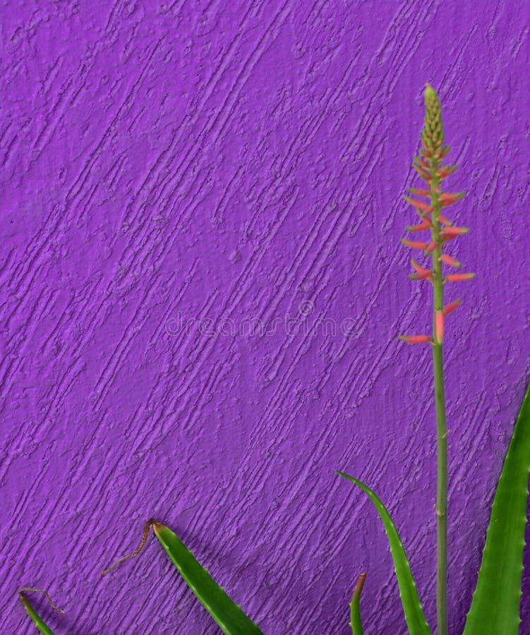 Aloe Vera Plant in Front of Purple Wall Stock Image - Image of branch ...