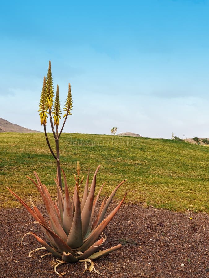 34,484 Aloe Vera Plant Stock Photos - Free & Royalty-Free Stock Photos ...