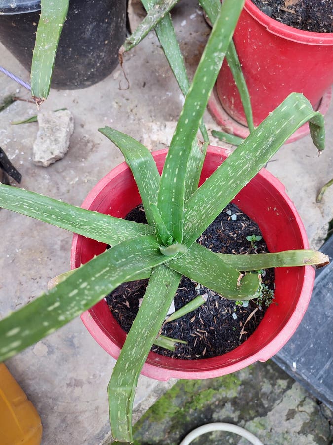 Aloe Vera Plant Growing in a Pot Stock Image - Image of vera, food ...