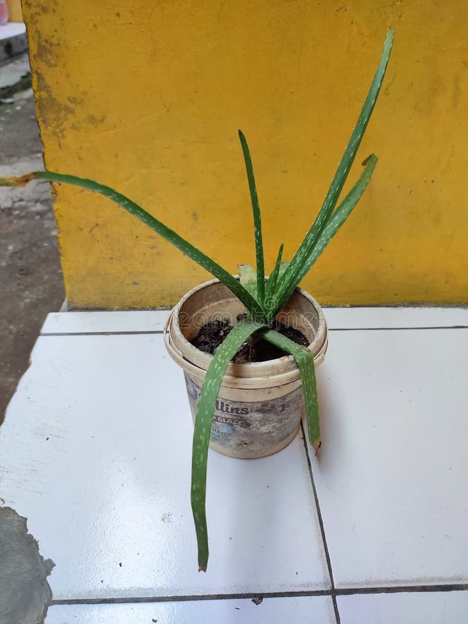 Aloe Vera Plant Growing in a Pot Stock Photo - Image of produce, plant ...