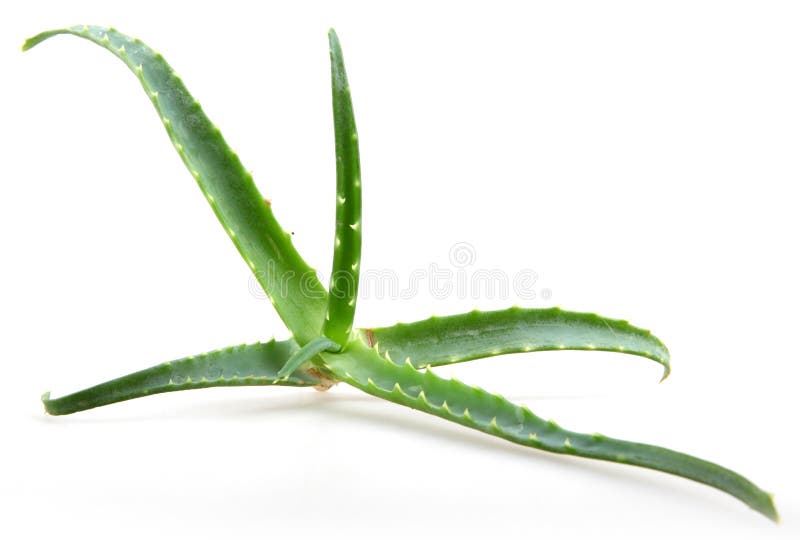Aloe vera plant on white stock photo. Image of botany - 28378626