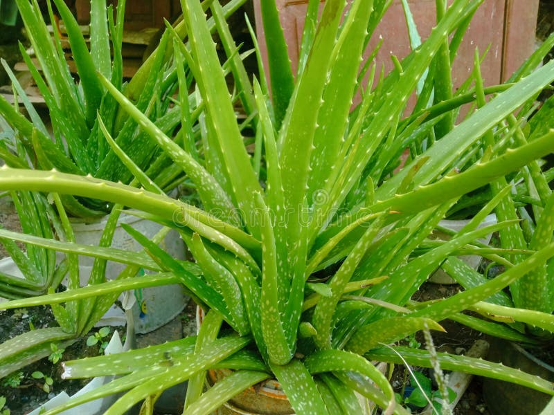 Aloe Vera Plants that are Green and Have Many Benefits Stock Photo ...