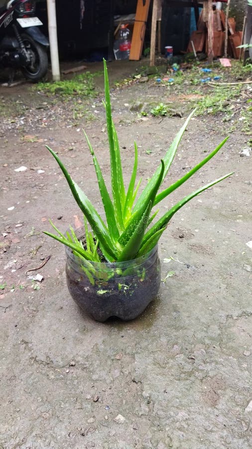 Aloe vera plants on pot stock photo. Image of tropical - 363801352
