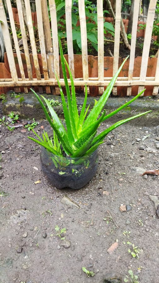 Aloe vera plants on pot stock image. Image of vera, aloe - 363801453